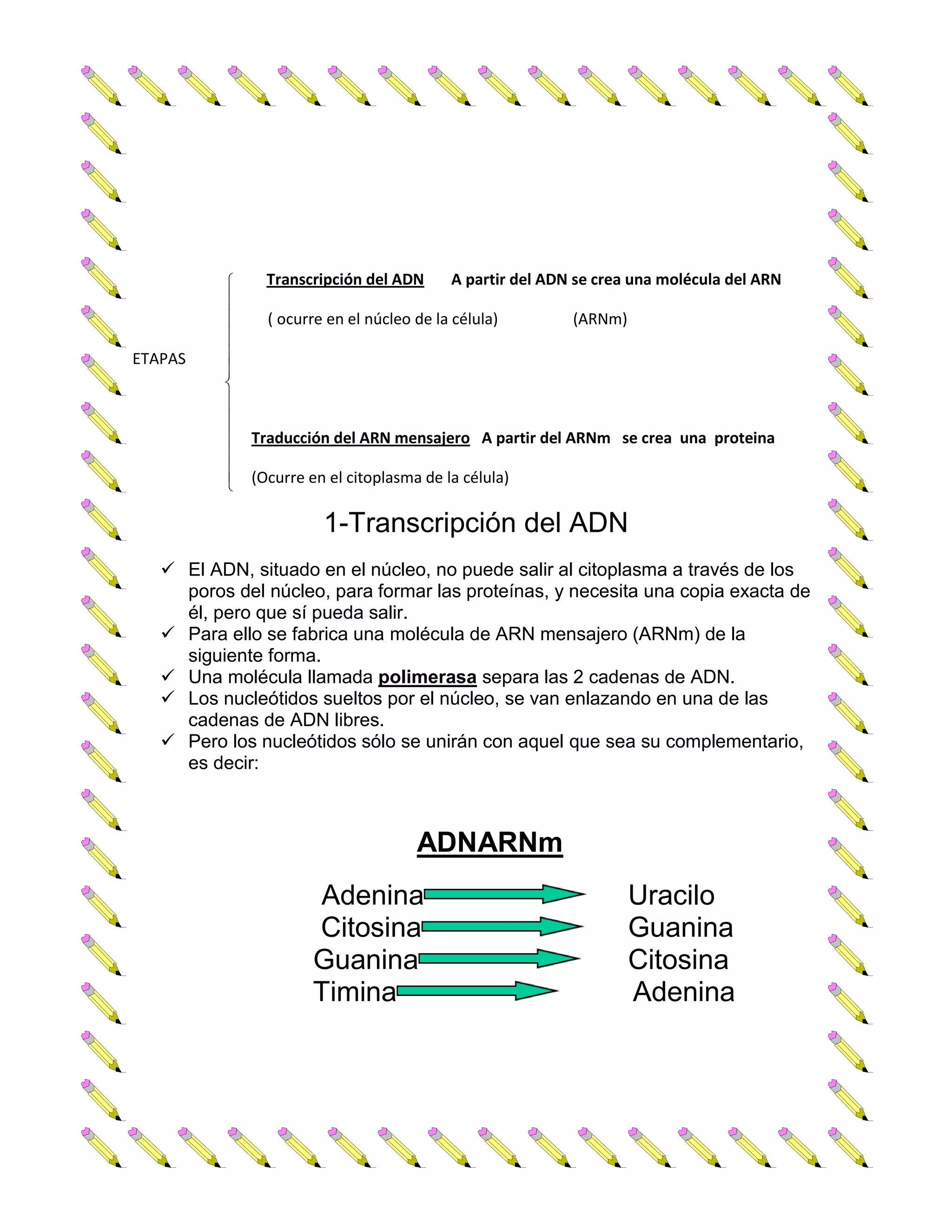 Sintesis de proteinas biologia | DOCX