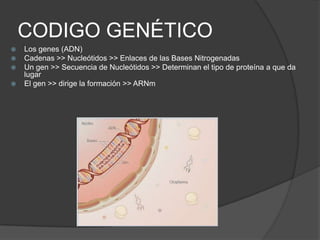 Sintesis de proteinas en el nucleo _Bioquimica | PPTX