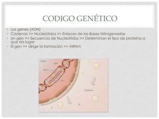 Sintesis de proteinas en el nucleo | PPTX
