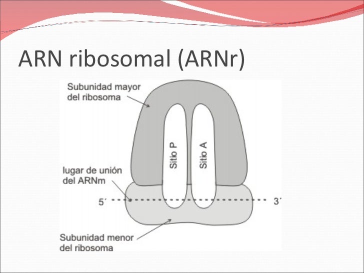Sintesis de proteínas 2011