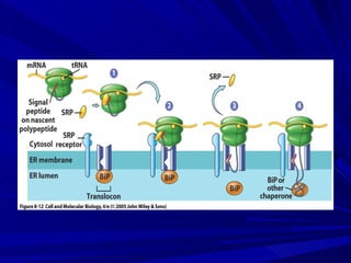 Sintesis protein | PPT