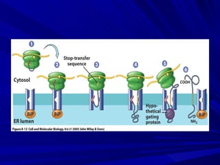 Sintesis protein | PPT