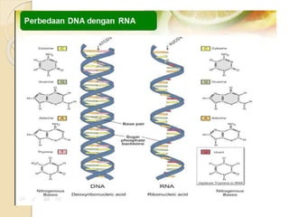 Sintesis protein | PPTX