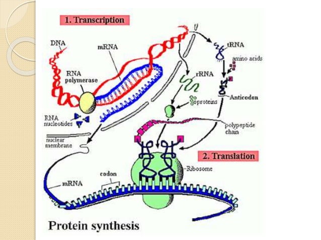Sintesis protein | PPTX