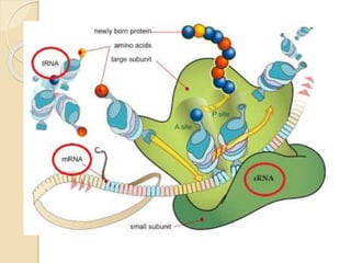 Sintesis protein | PPTX
