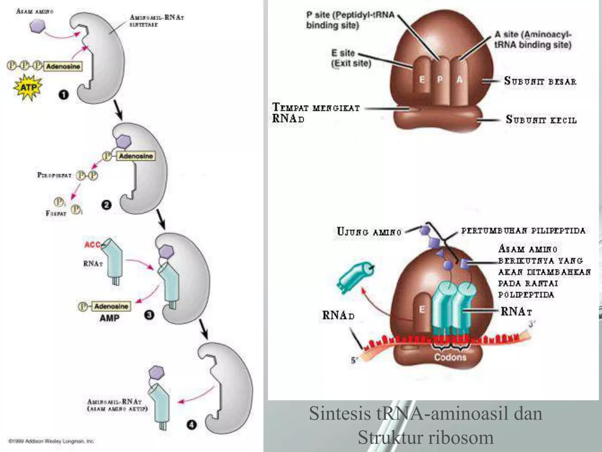 Sintesis protein | PPTX