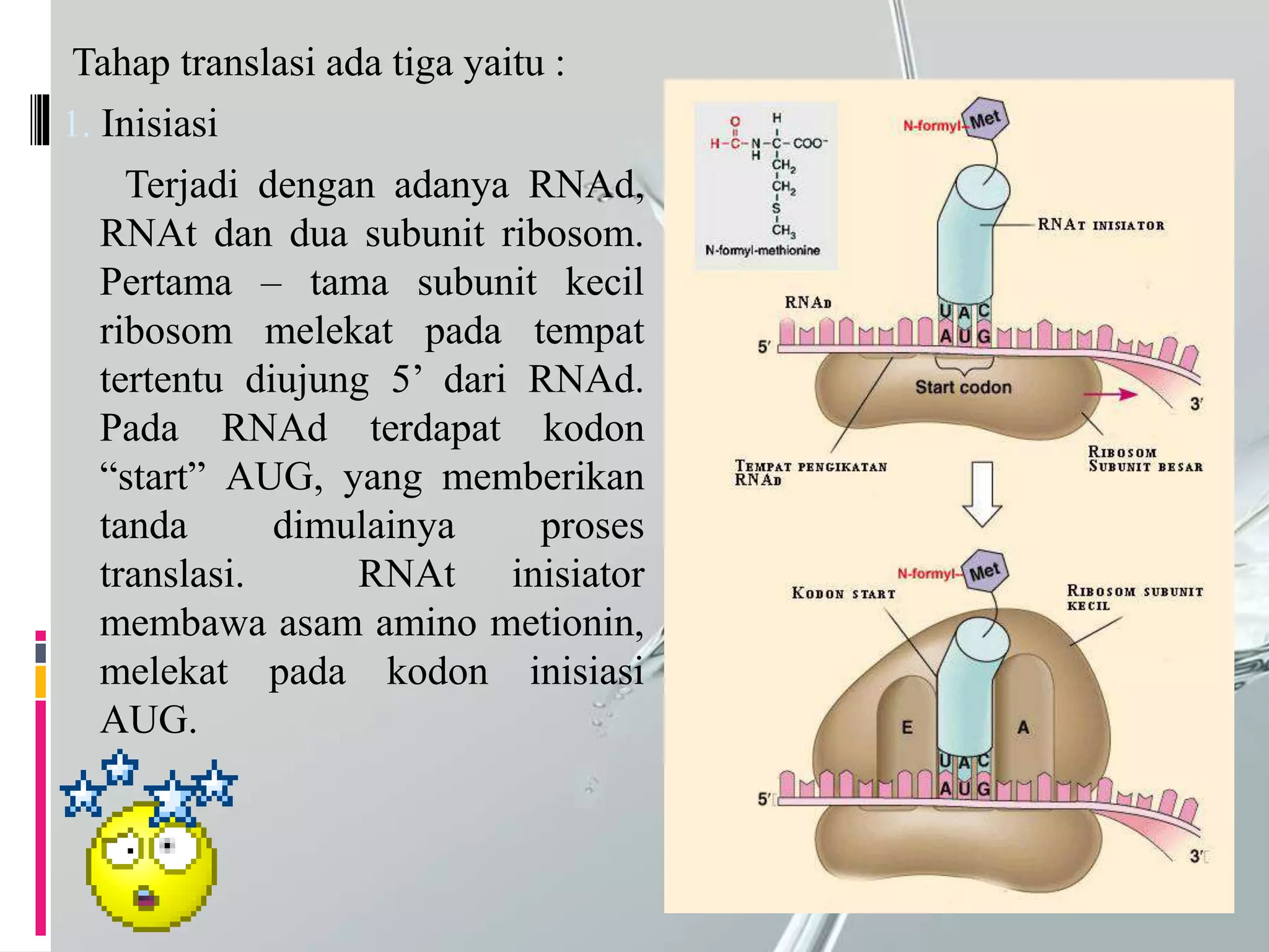 Sintesis protein | PPTX