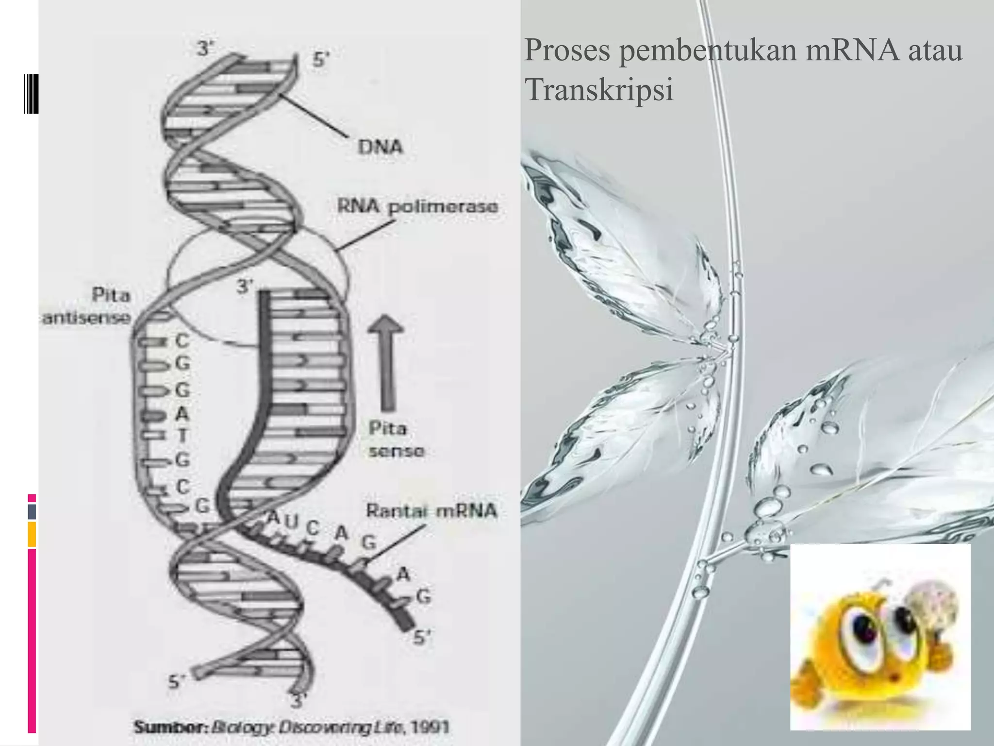 Sintesis protein | PPTX