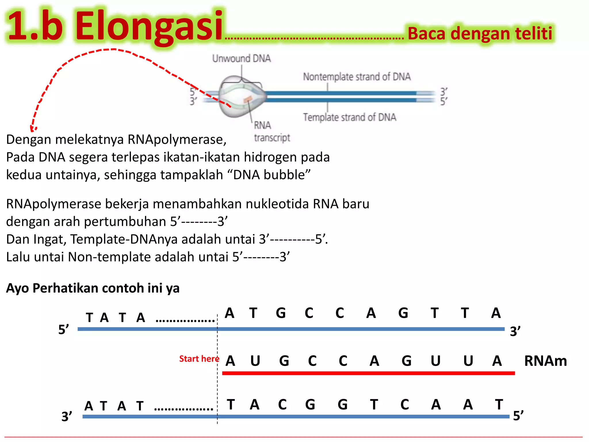 Sintesis protein | PPTX