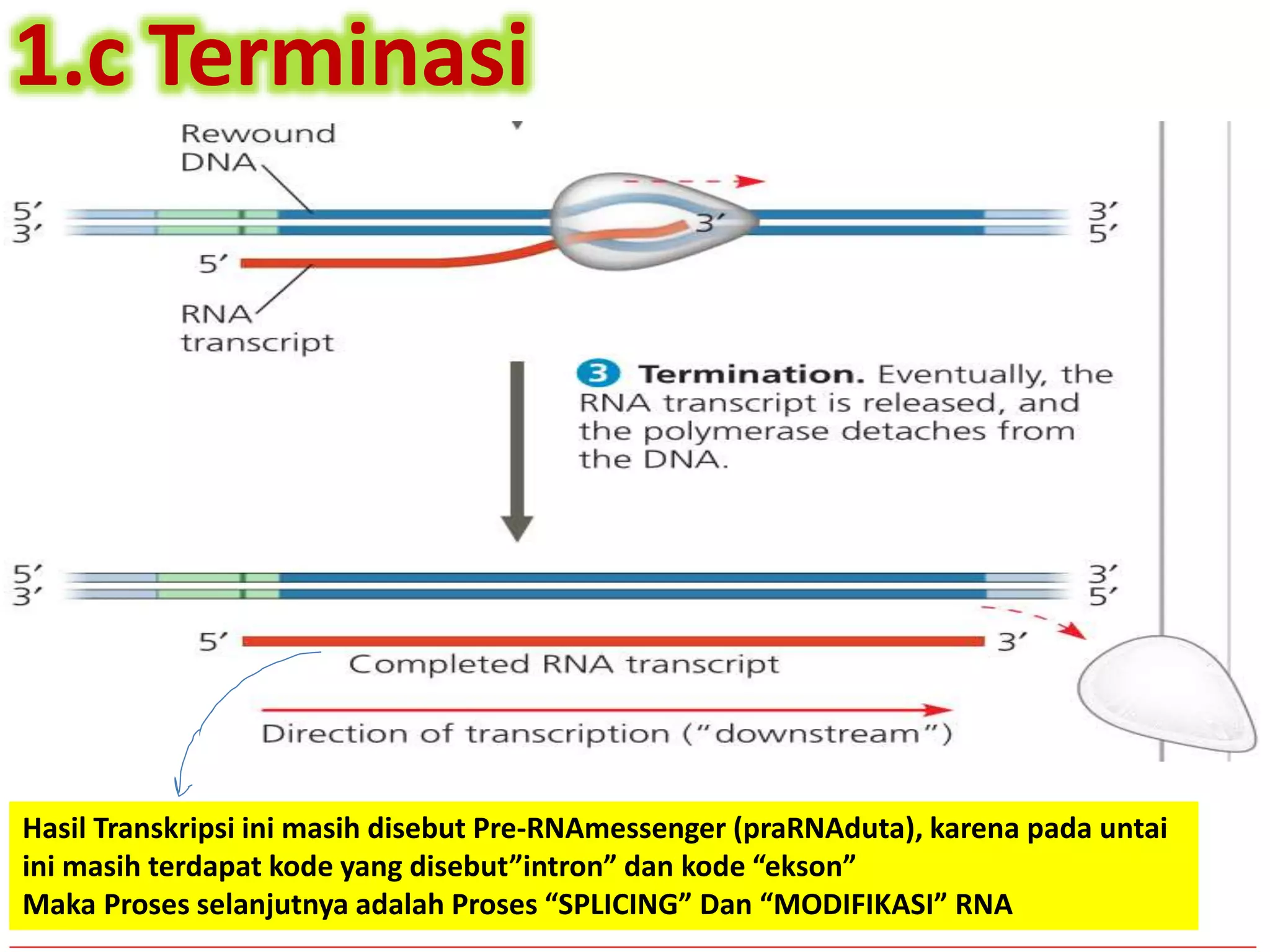 Sintesis protein | PPTX