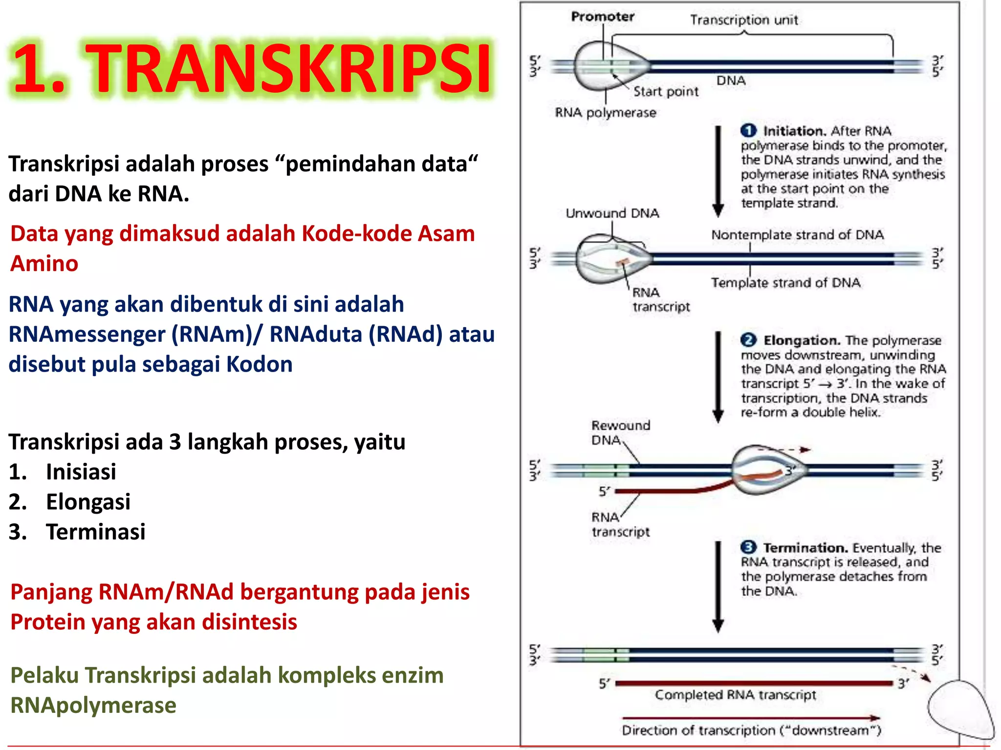 Sintesis protein | PPTX