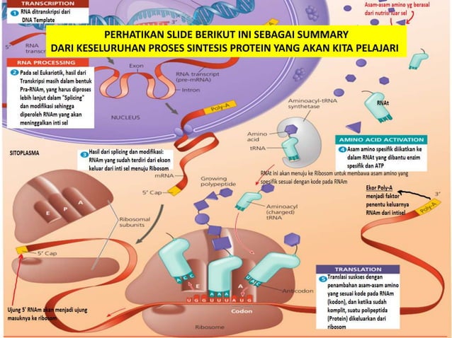 Sintesis protein | PPTX