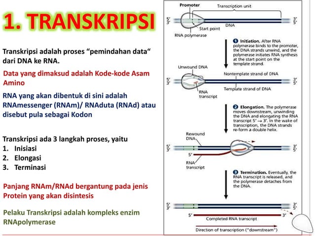 Sintesis protein | PPTX