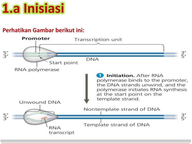 Sintesis protein | PPTX