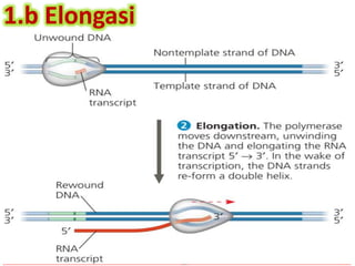 Sintesis protein | PPTX
