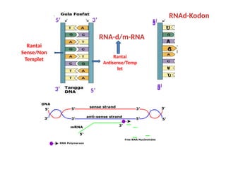 SINTESIS PROTEIN B I O LO G I S M A.pptx