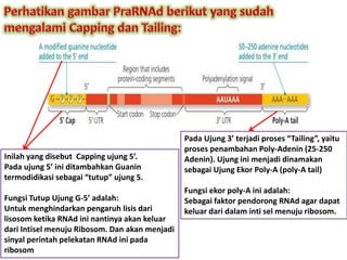 Sintesis protein lanjutan | PPTX