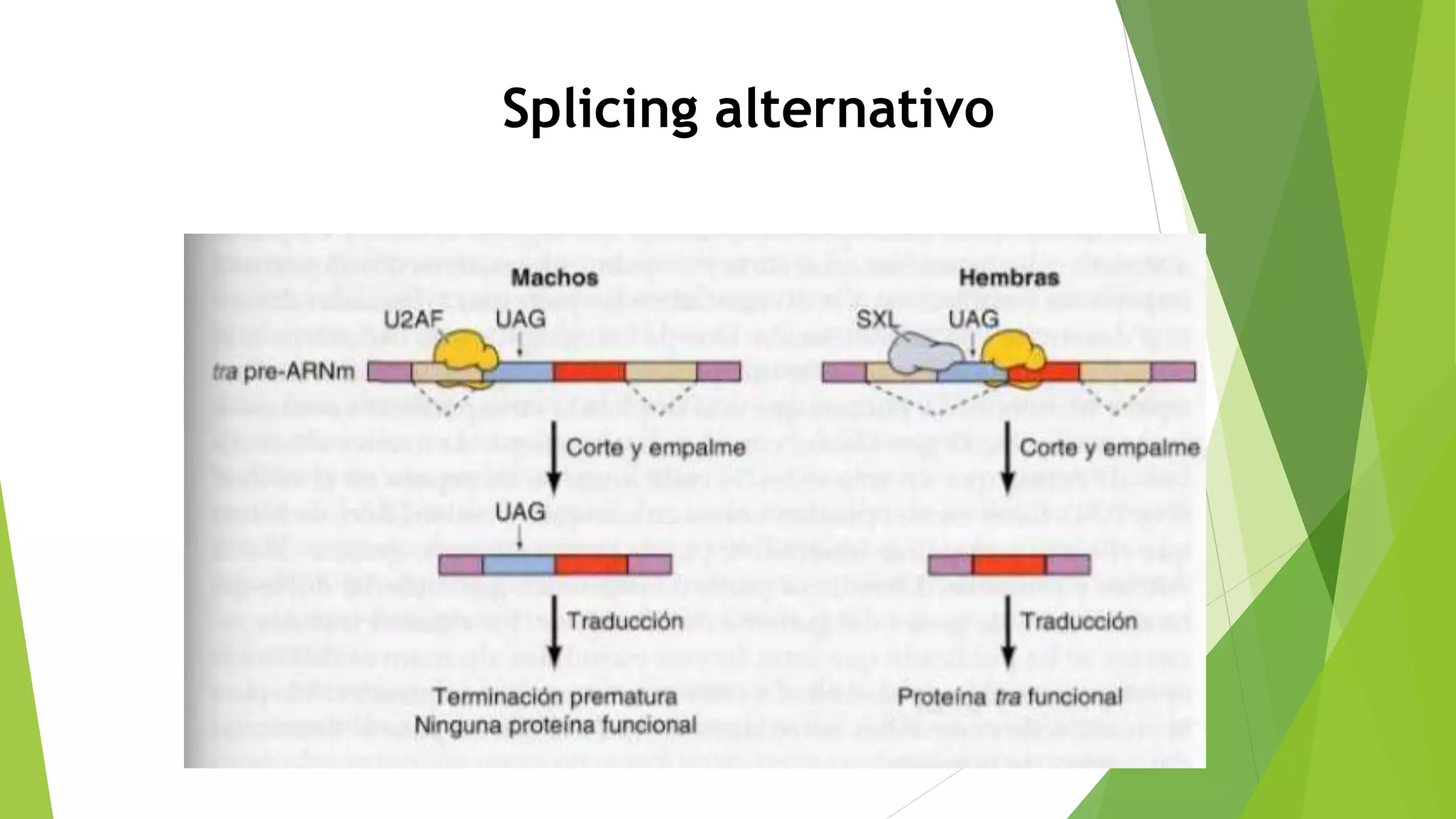 Sintesis y maduracion de los RNA.pptx