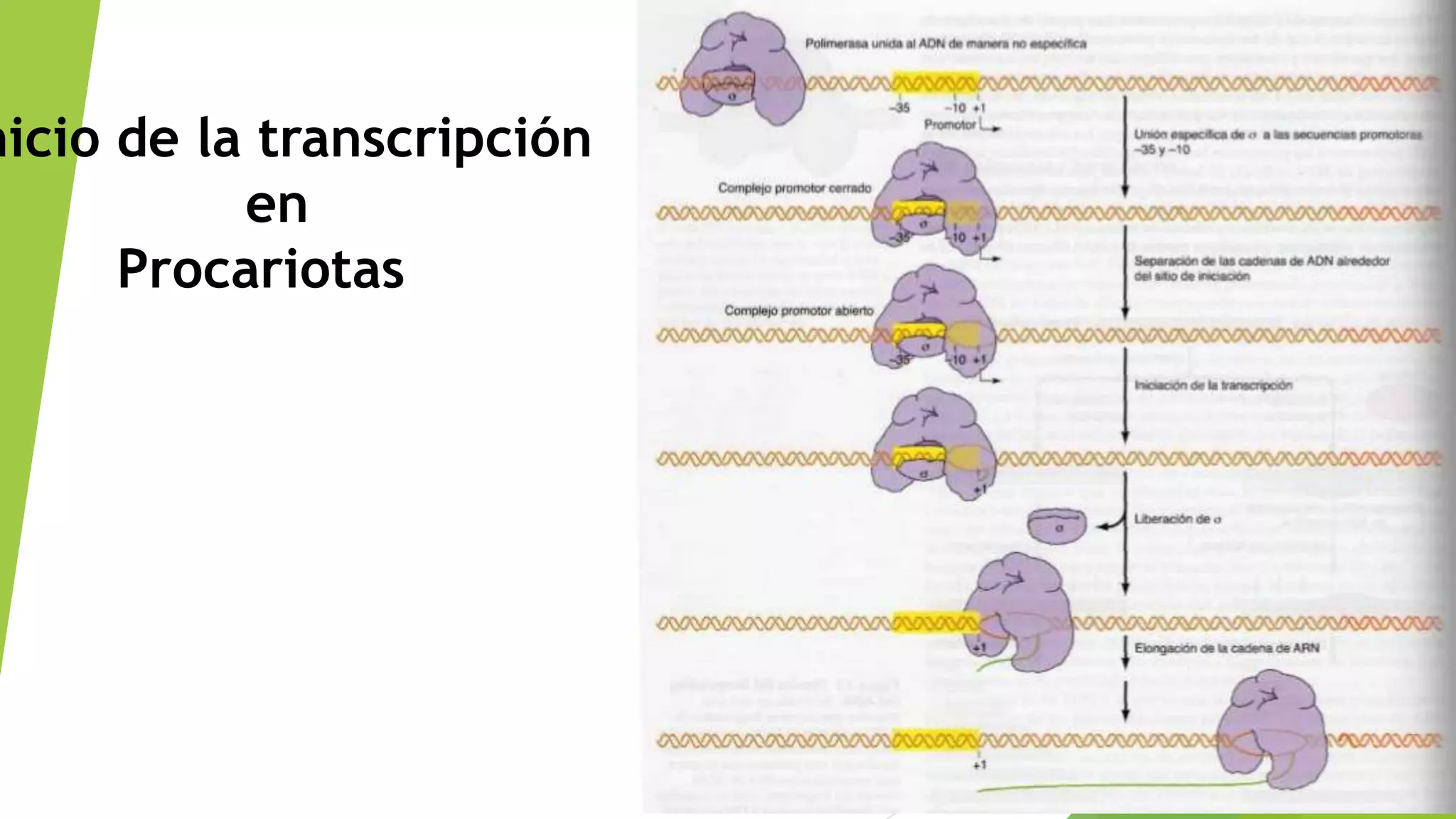 Sintesis y maduracion de los RNA.pptx