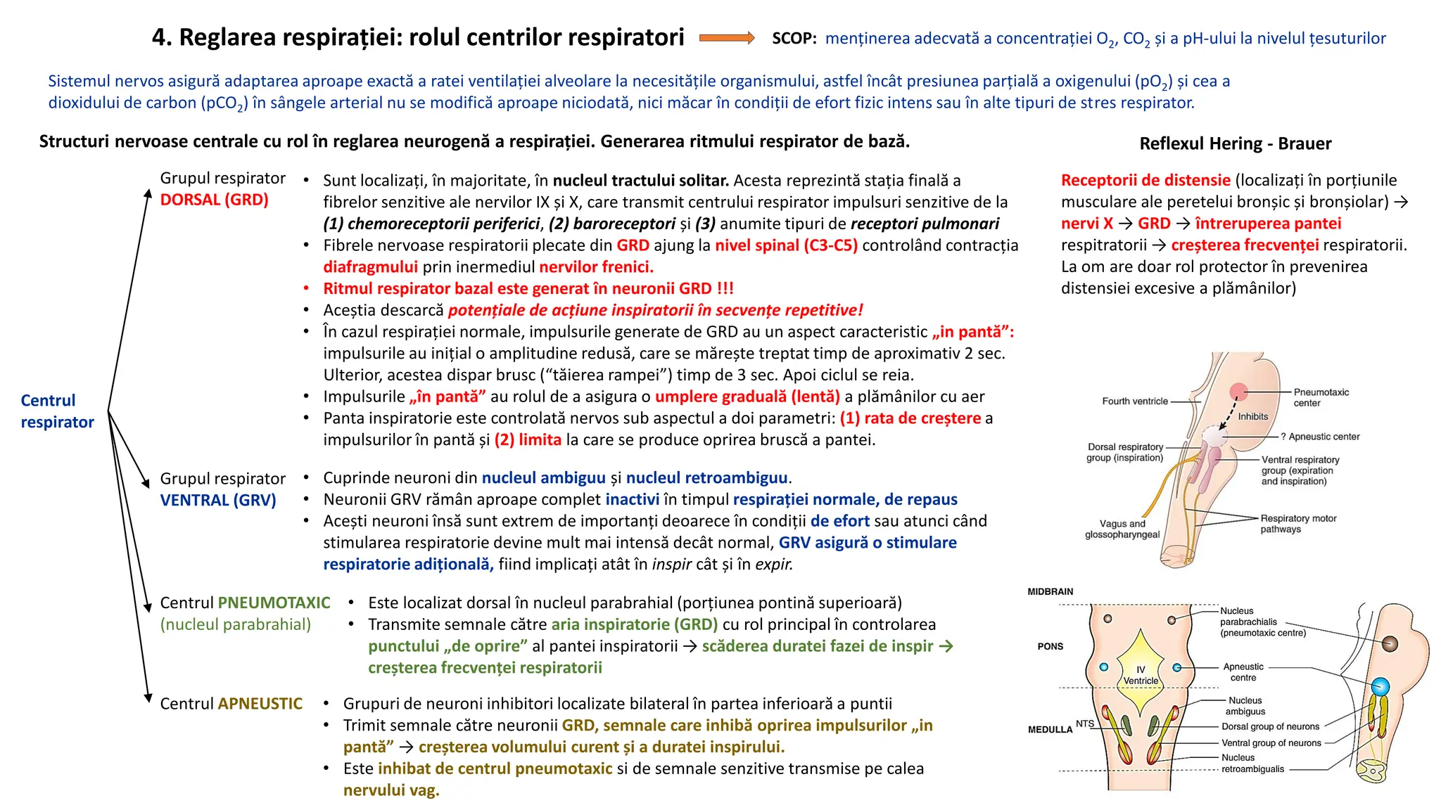 sinteza_fiziologia_sistemului respirator | PDF