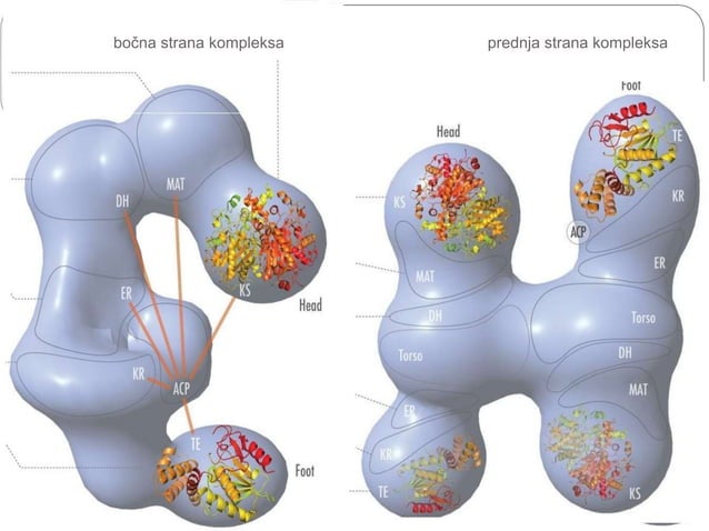 Sinteza masnih kiselina | PPT
