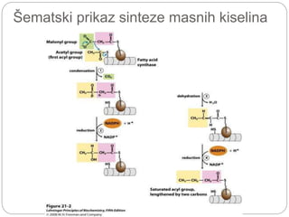 Sinteza masnih kiselina | PPT