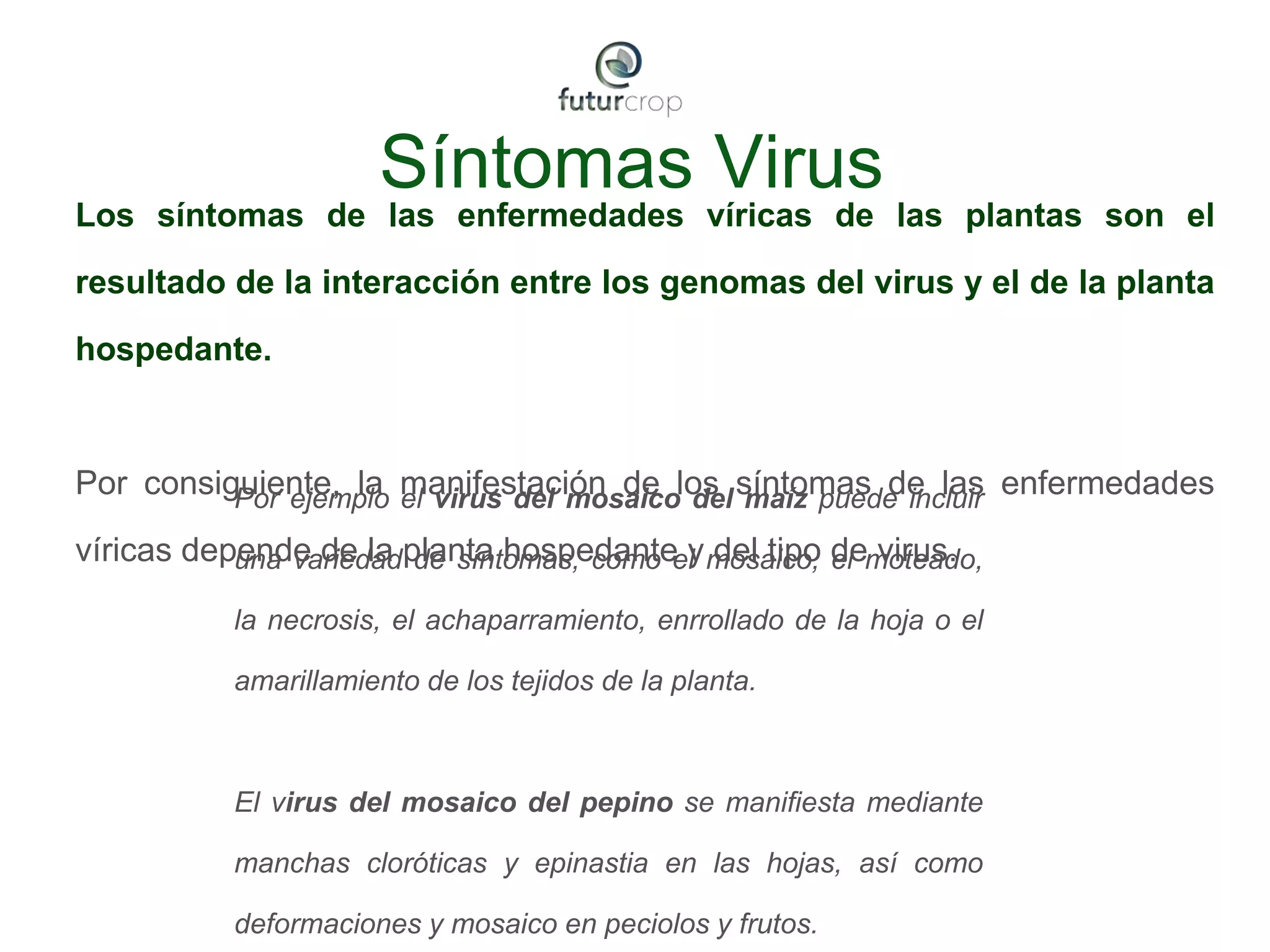 Sintomas de enfermedades víricas de las plantas | PPTX | Infectious ...