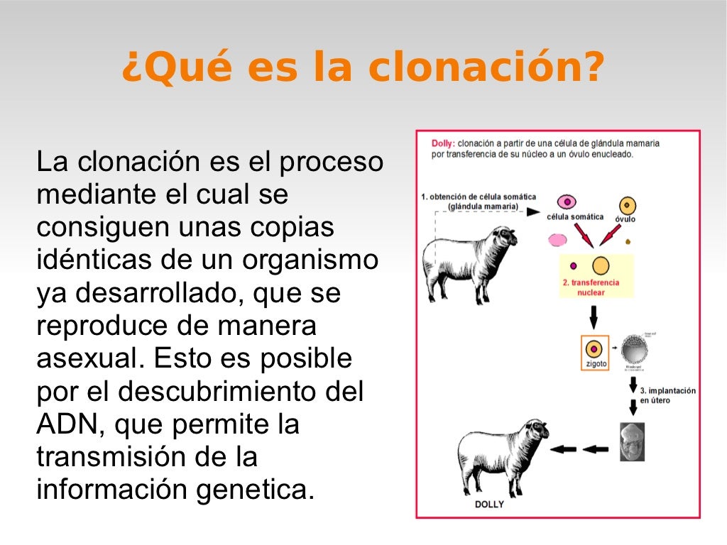 Que Es La Clonacion Y Sus Tipos at Frank Keith blog Que Es La Clonacion Y Sus Tipos at Frank Keith blog