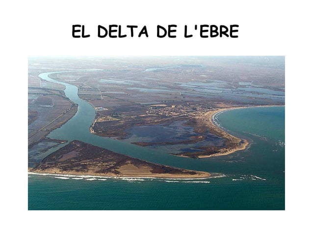 Ocells del Delta de l'Ebre | PPT