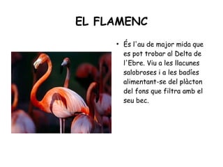 Ocells del Delta de l'Ebre | PPT