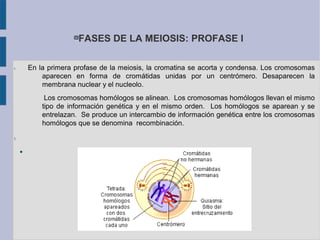 PRESENTACIÓN MITOSIS Y MEIOSIS | ODP