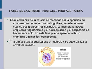 PRESENTACIÓN MITOSIS Y MEIOSIS | ODP