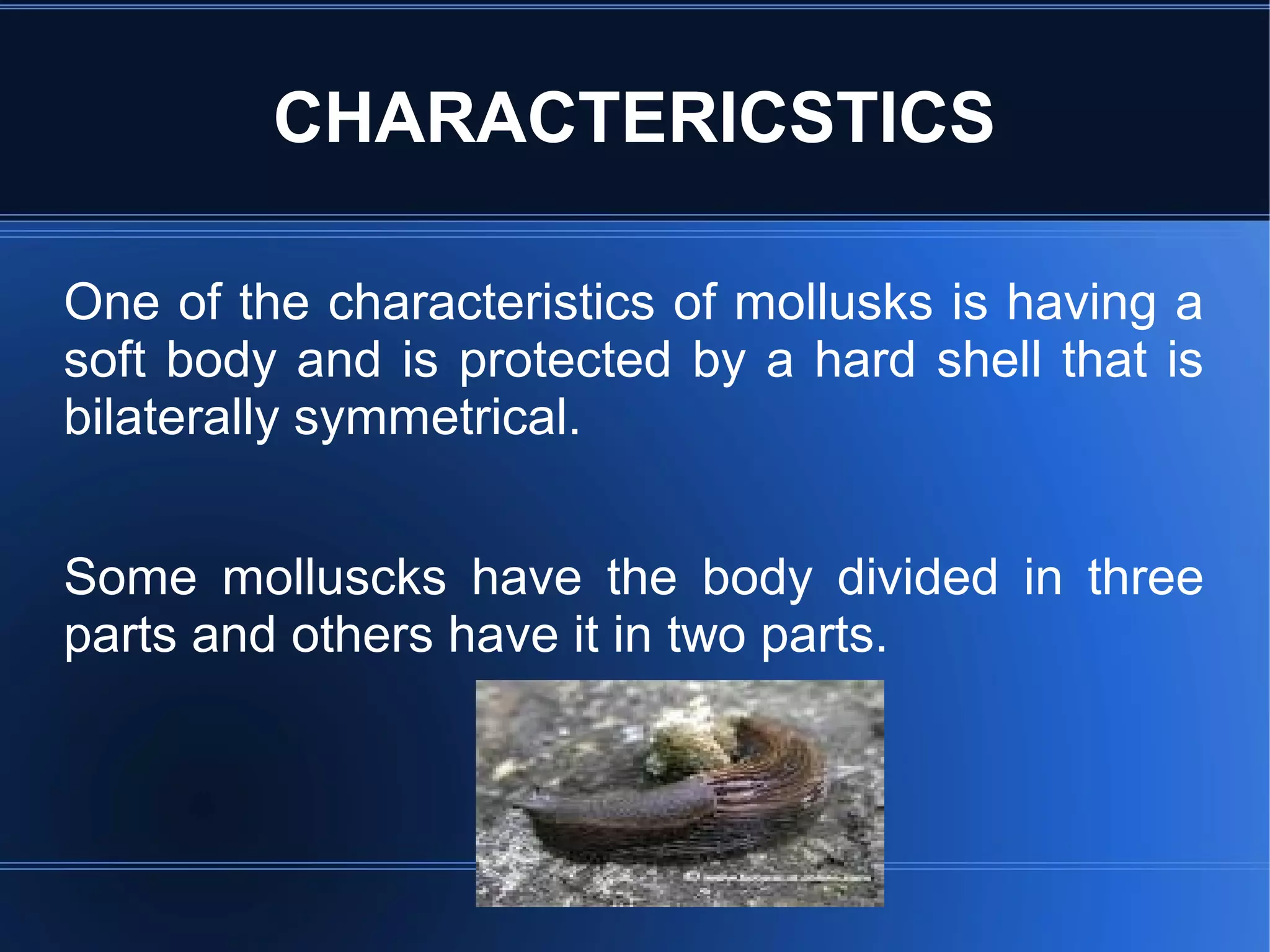 Molluscs | ODP