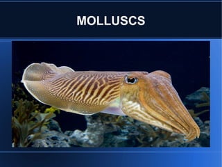 Molluscs | ODP