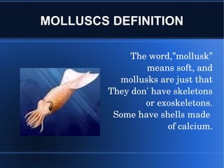 Molluscs | ODP