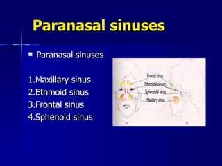 Sinusitis | PPT