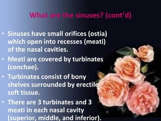 Sinusitis | PPT