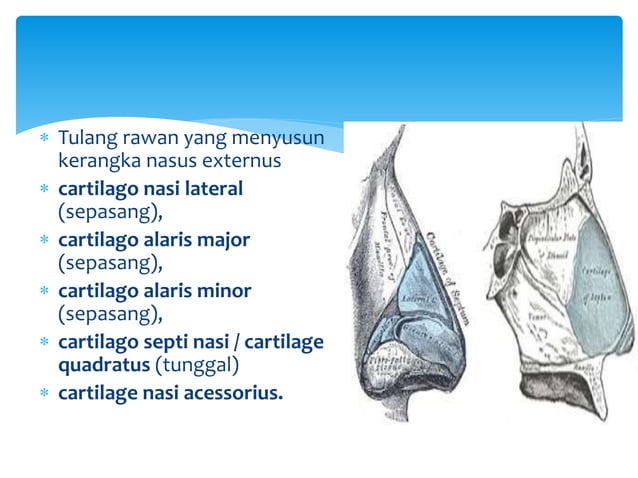 Sinusitis dan Penanganan Fisioterapi | PPTX