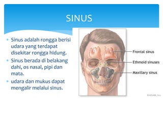 Sinusitis dan Penanganan Fisioterapi | PPTX