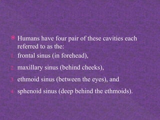 sinusitis presentation.pptxBBBBBBBBBBBBBB | PPT | Free Download
