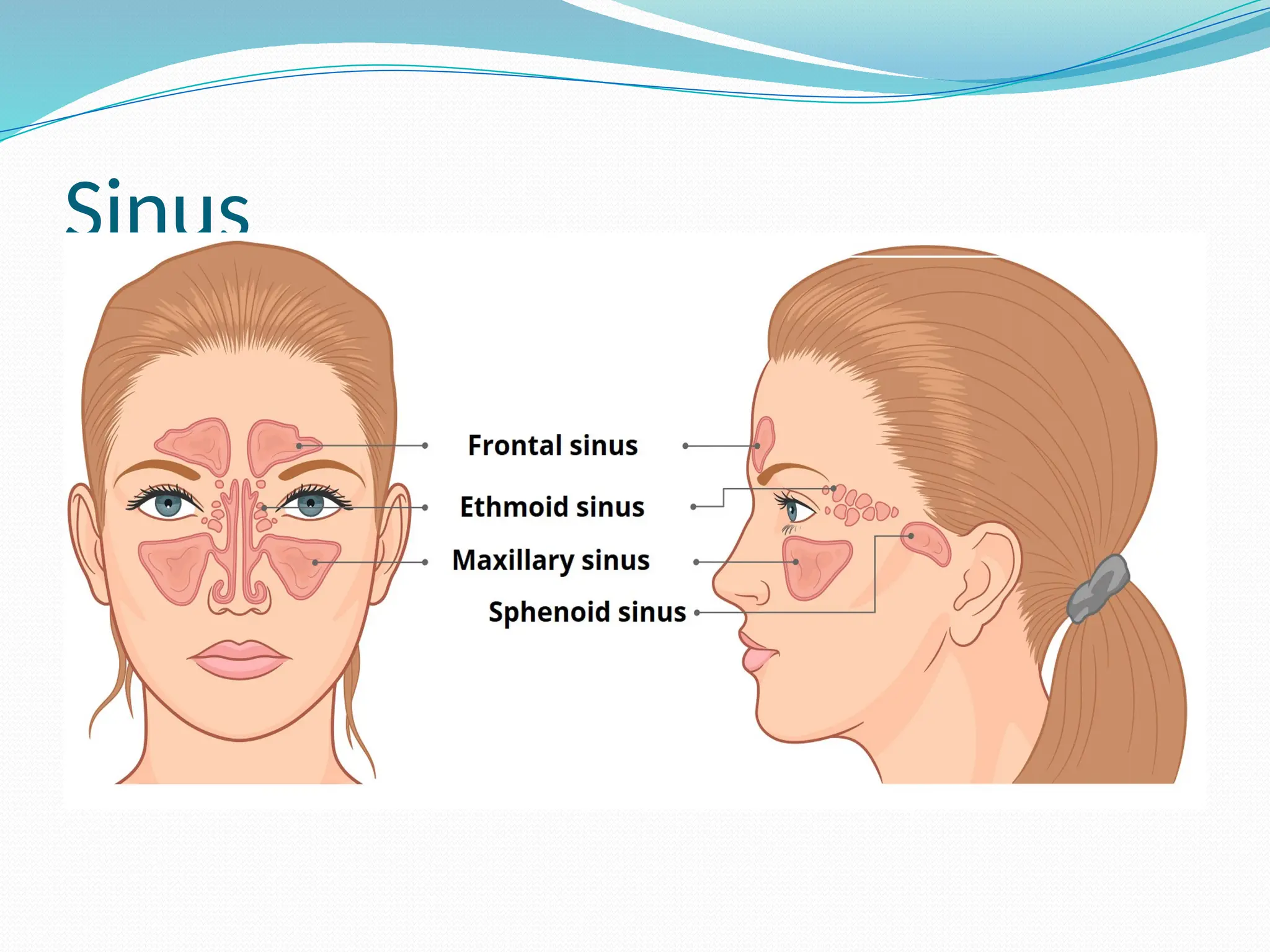 sinusitis indication pathophysiology ,diagnosis | PPTX