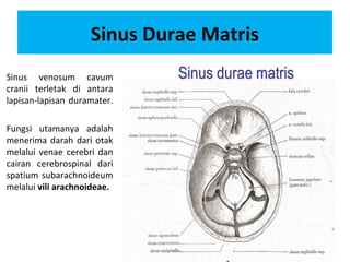 Sinus otak | PPT