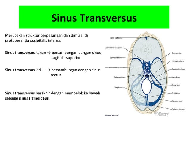Sinus otak | PPT
