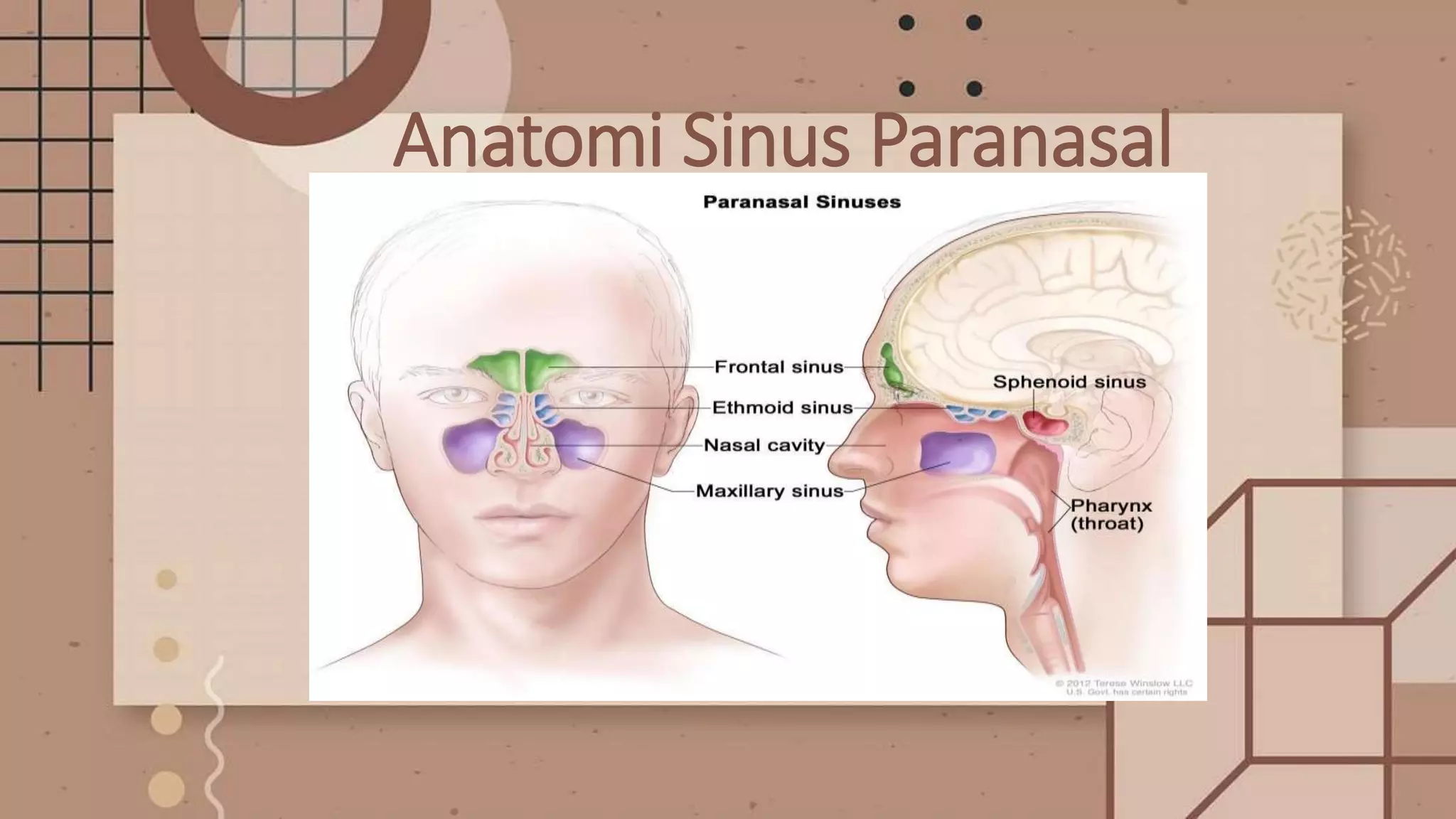 SINUS PARANASAL.pptx