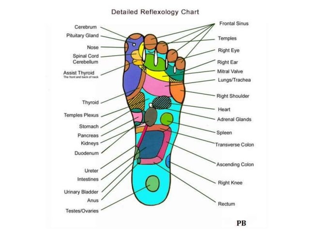 Sinus pressure points | PPT