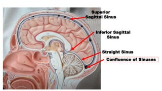 Dura Venous Sinus Skull Model OSPE Model.pptx