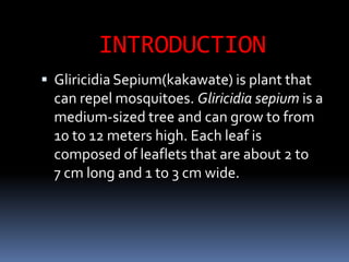 mosquito killer kakawate | PPT