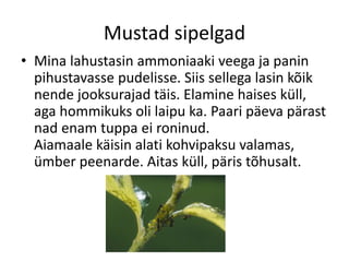 Sipelgad majas ja aias | PPT