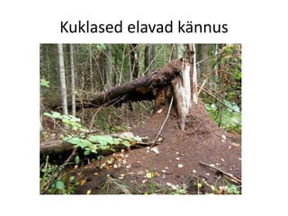 Sipelgad majas ja aias | PPT | Free Download