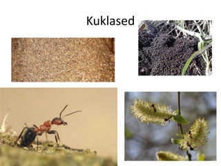 Sipelgad majas ja aias | PPT